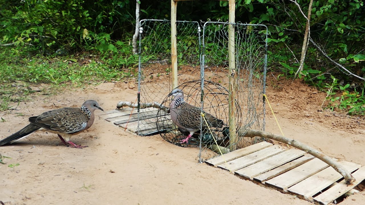 New Install Dove Traps - Unique Bird Traps Technique - YouTube