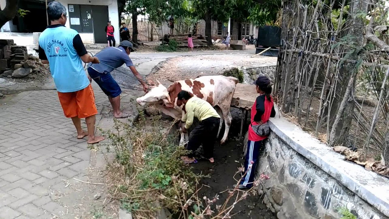 Dangerous cow ,cow attack on people - YouTube