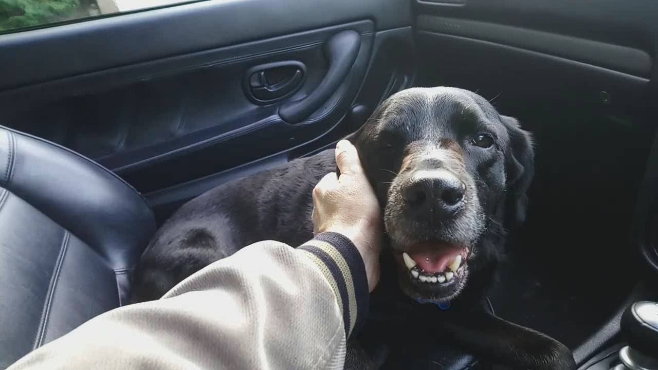 Snoopy's "TPLO" Surgery Day, All went well! - YouTube