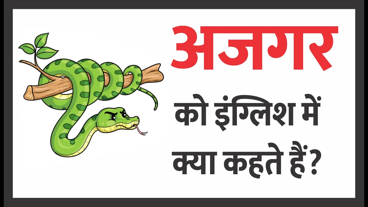 अजगर को इंग्लिश में क्या कहते हैं Ajgar ka english meaning, Daily use ...