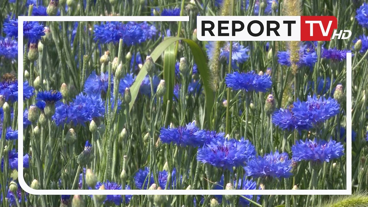 'Lule Ciani', bima e rrallë mjekësore që kultivohet në Kukës! Fermerët ...