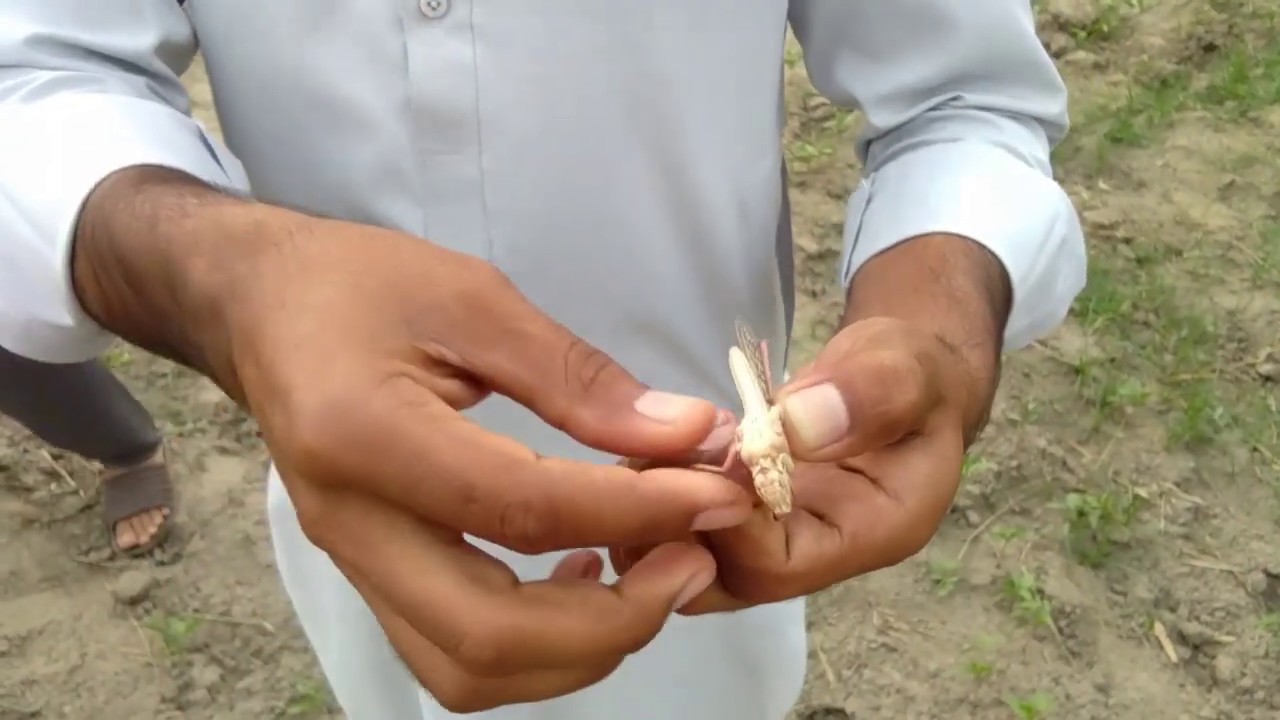 ٹڈی دل کو ذبح کرنے کاصحیح اسلامی طریقہ // Why Eat Locusts (Tiddi ,Makfi ...