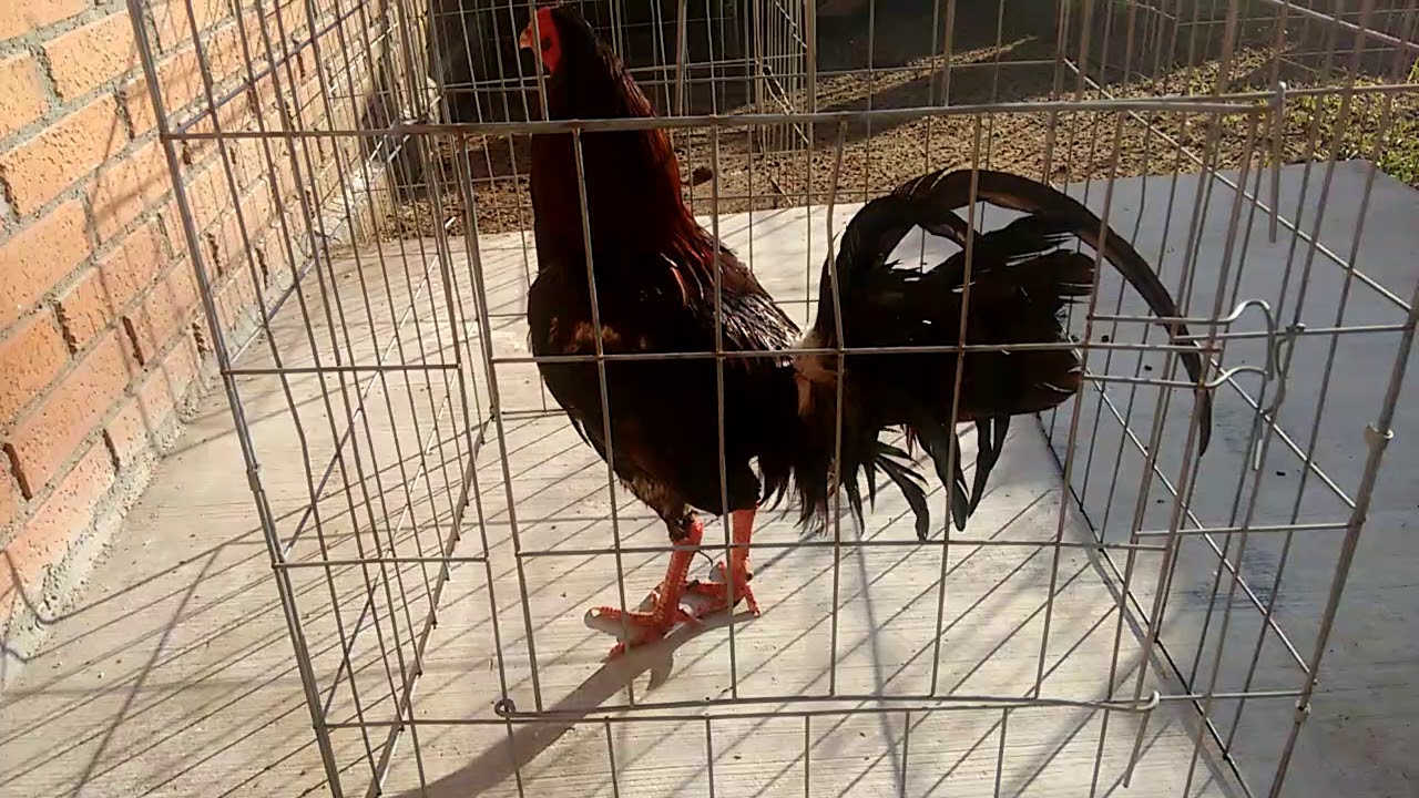 Mi gallo kelson cardenal Irapuato Guanajuato 2019 - YouTube