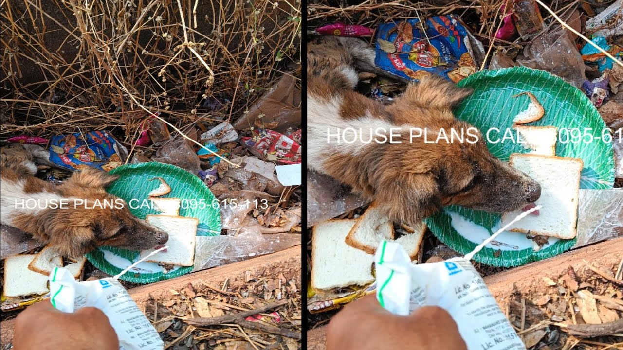 Stray dog In Trouble Feed The hunger dog - YouTube