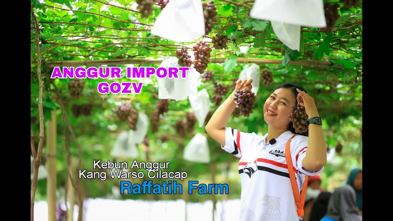 Budidaya anggur import GOZV di Kebun anggur kang Warso Raffatih farm ...