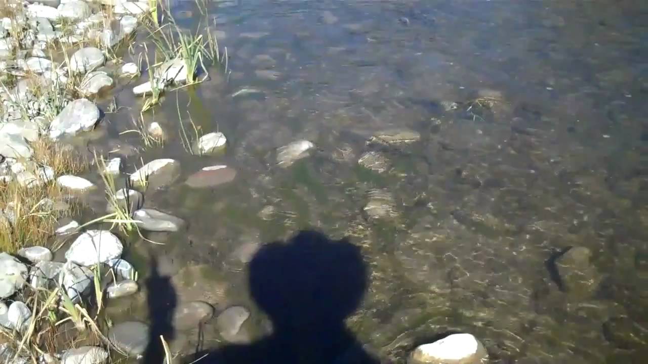 Early Success with Trout Stocking the Rio Ojo Caliente New Mexico.mp4 ...