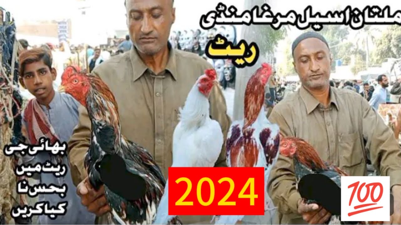 Multan Aseel Murga Mandi Multan Aseel Lover'Mandi Me Lakha Murga Aya - YouTube