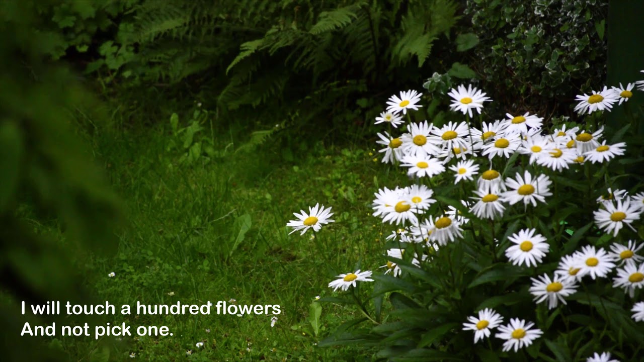 Afternoon on a Hill by Edna St. Vincent Millay - YouTube