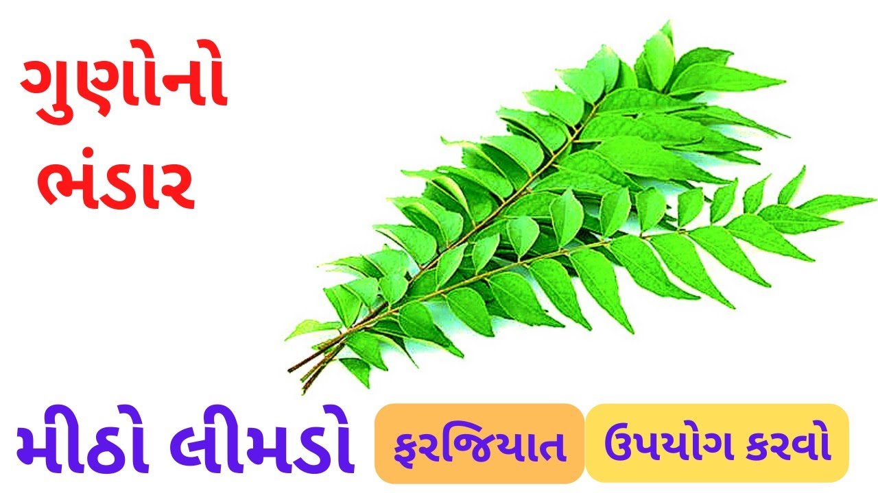 મીઠો લીમડો / curry tree / Murraya koenigii | Mitho Limdo - YouTube