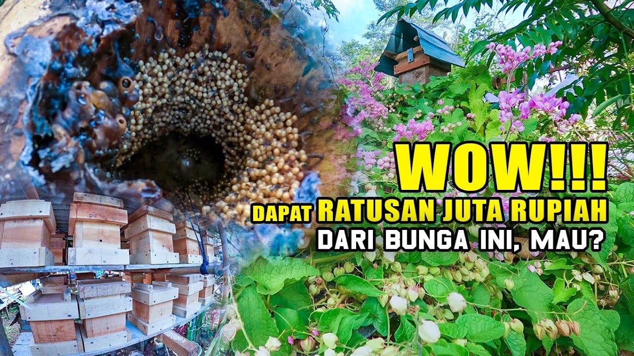 WOW!!! TANAMAN BUNGA AMP INI & TERNAK LEBAH MADU TRIGONA BISA HASILKAN ...