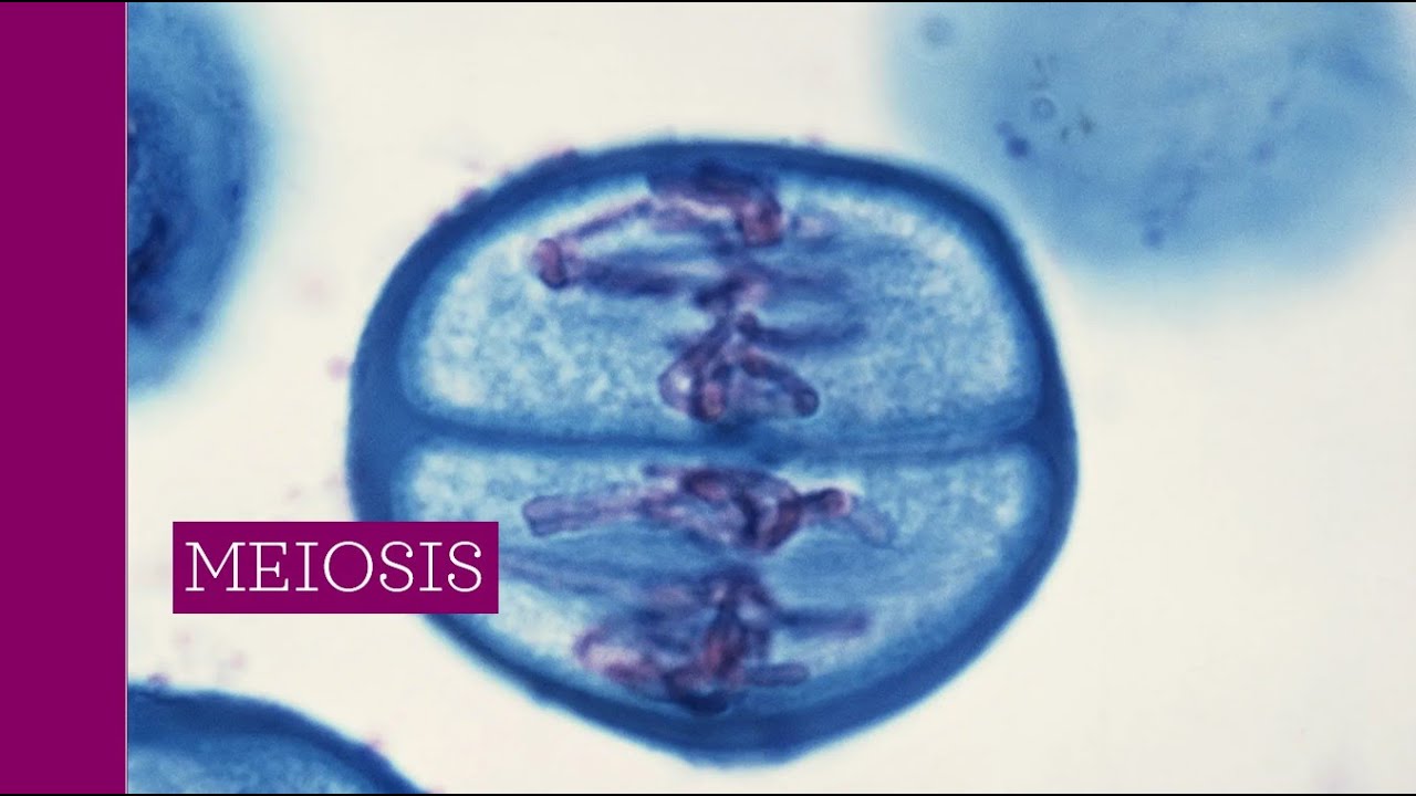 AP Biology 5i Meiosis Lecture - YouTube