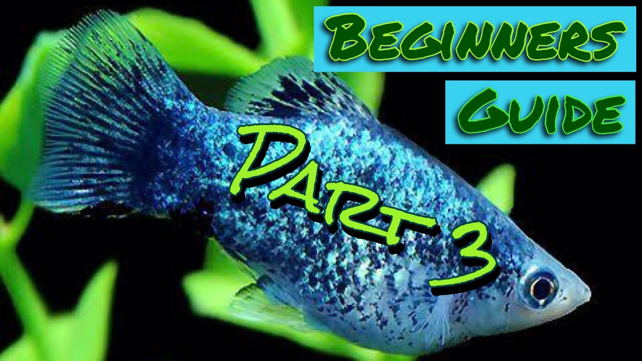 Five Things for Beginners in Fish Keeping Hobby PART 3 - YouTube