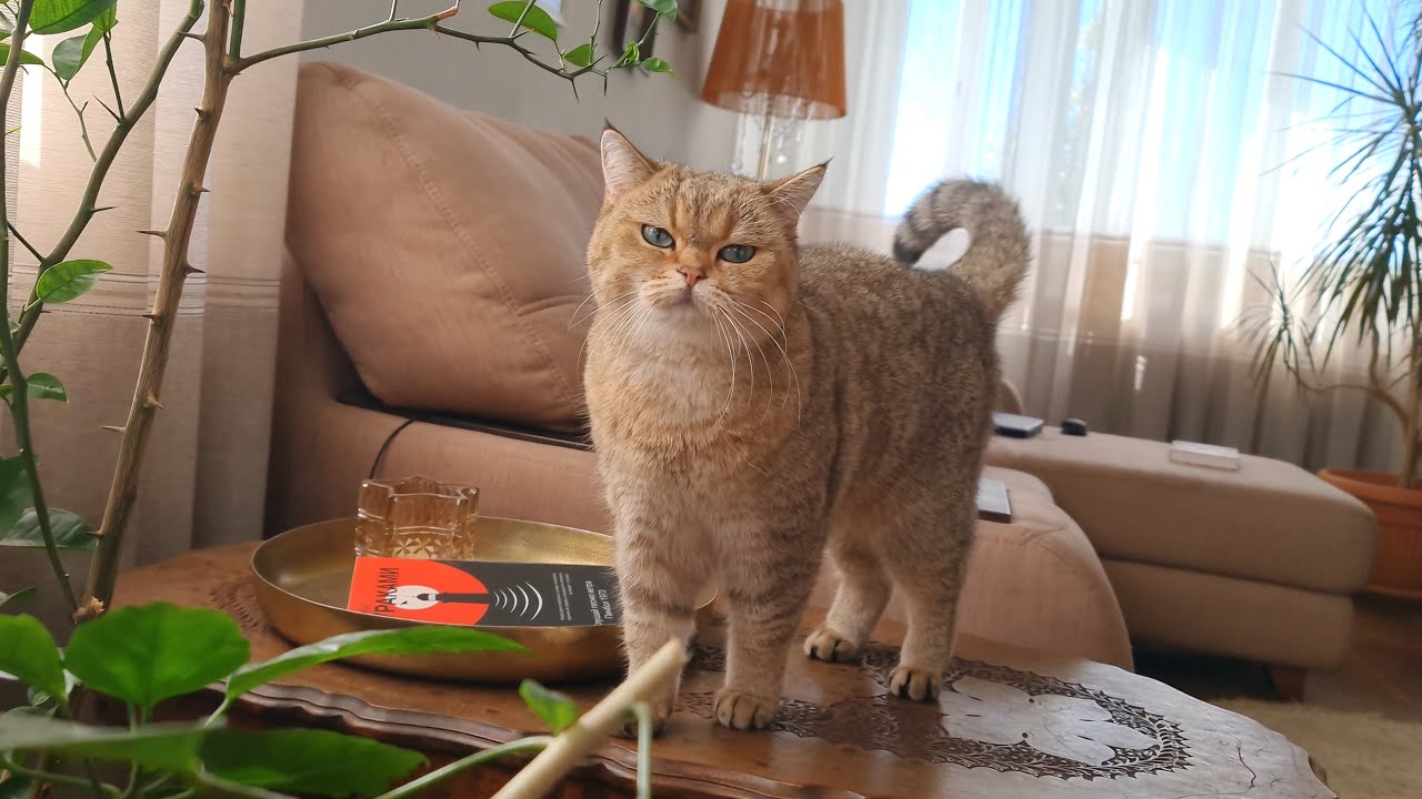 Basya the cat Cuteness overload! - YouTube