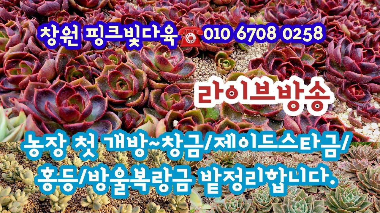 창원핑크빛다육☎️010 67080258 💕라이브방송으로 초보자 입문용 금다육 방울복랑금 특가판매💗예쁜금 밭정리 착하게 드려요