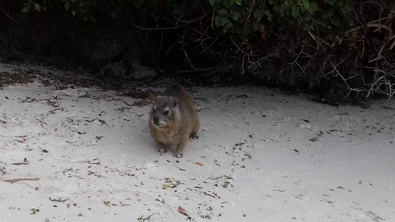 Tame Dussie in South Africa - YouTube