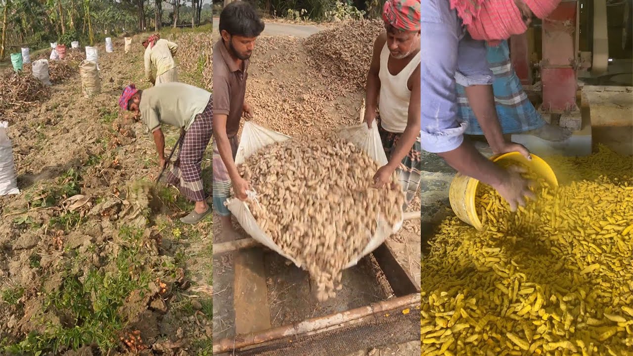 Turmeric Harvesting and Processing Full Video | FoodStuff - YouTube