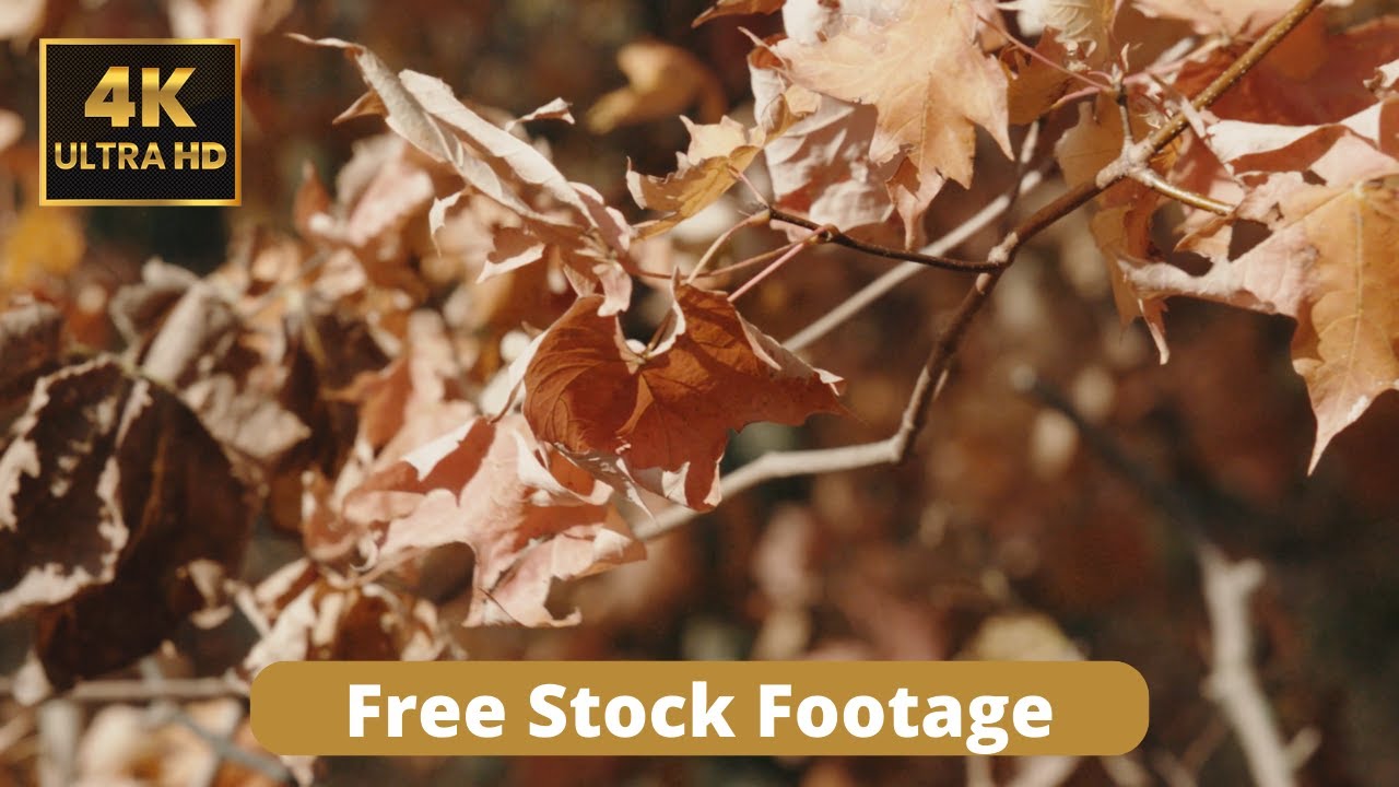 [4K] Free Stock Autumn Leaves Footage | Free Stock Fall Video | No ...