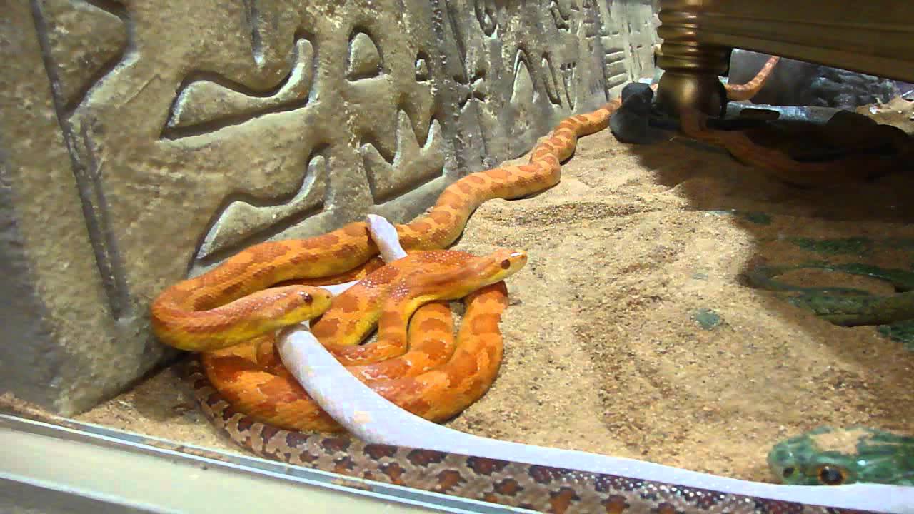 Real snakes at Comic-Con 2012! - YouTube