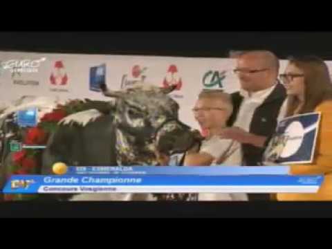 EG2017 - Vosgienne - Grande Championne
