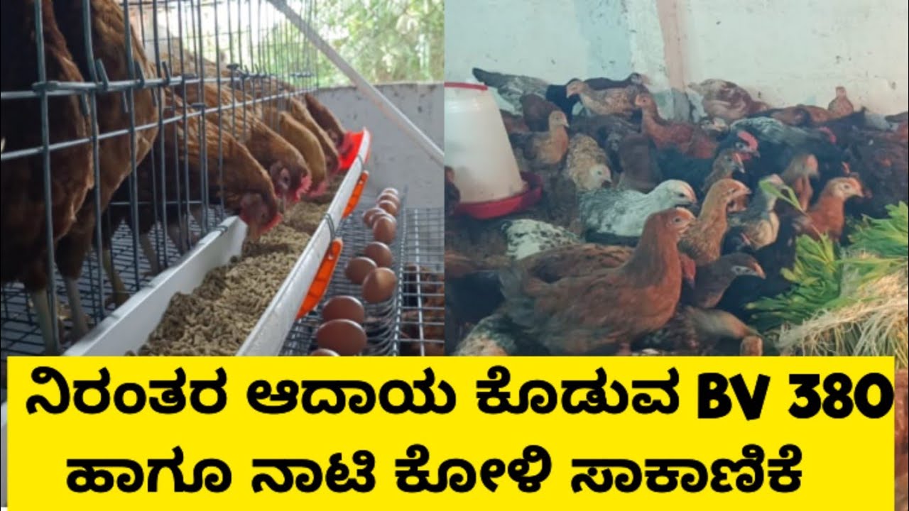ಪ್ರತಿನಿತ್ಯ ಆದಾಯ ಕೊಡೊ BV-380 ಮತ್ತು ನಾಟಿ ಕೋಳಿ ಸಾಕಾಣಿಕೆ | BV-380 ...
