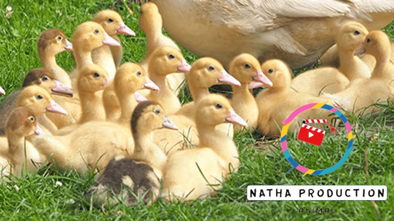Duck Farm, Little Ducks, Duck Sound, Cute Duck - Natha's Animal - YouTube