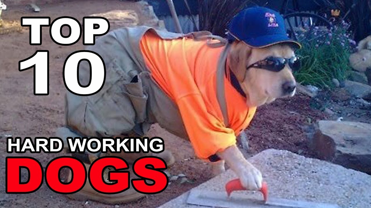 Top 10 Hard Working Dog Breeds - YouTube