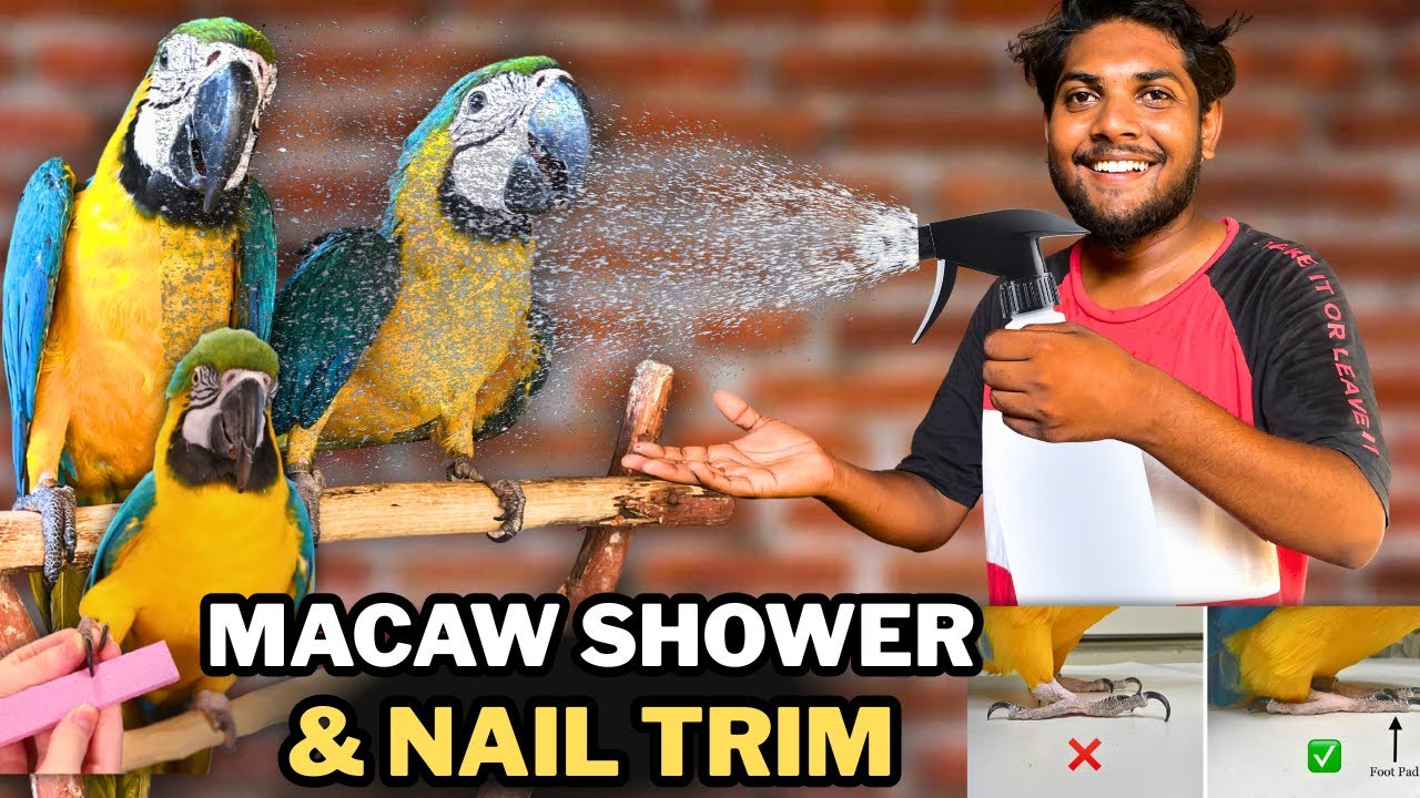 🦜 Macaw Parrot Shower & Nail Trimming | Complete Macaw Care Guide 2025 ...
