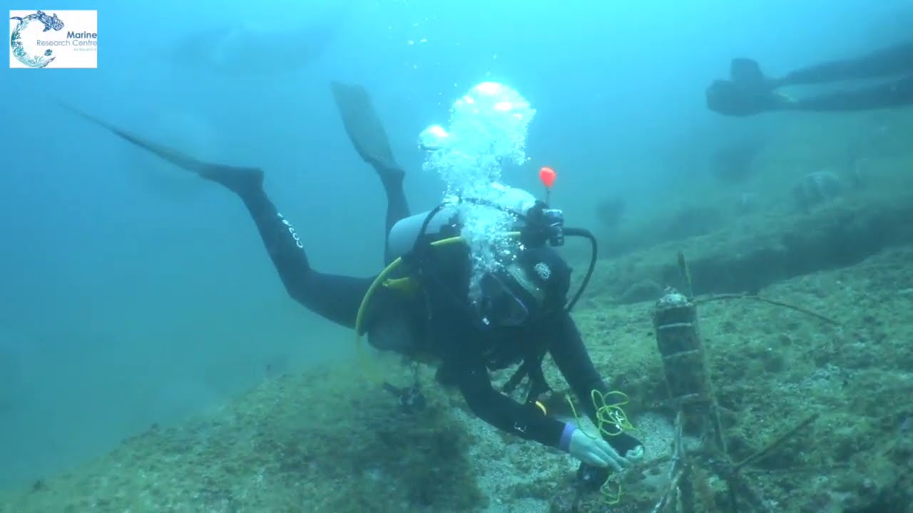 A visitor while laying a hydrophone for Humpback Whale acoustics - YouTube