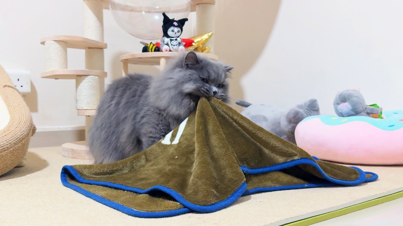 Zoro was confused by the unknown bird sounds - YouTube