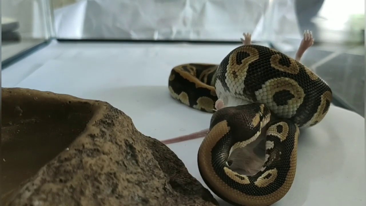 Snake Feeding(Ball Python)!!**WARNING LIVE FEEDING** - YouTube