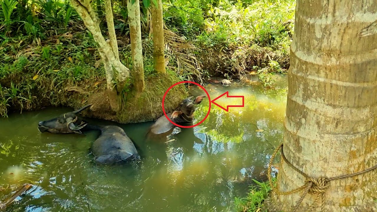 Smiling Carabao - YouTube