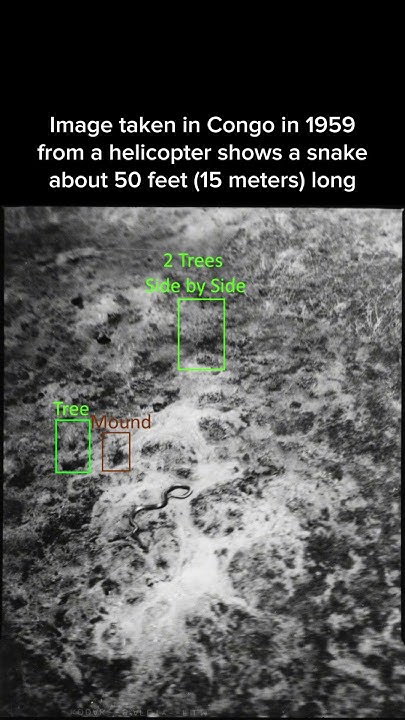Image taken in Congo in 1959 from a helicopter shows a snake about 50 ...
