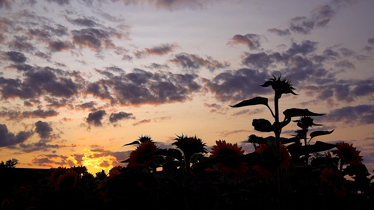 Free Stock Footage [4K] 📷 Sunflower Field - No Copyright Video 🆓 ...