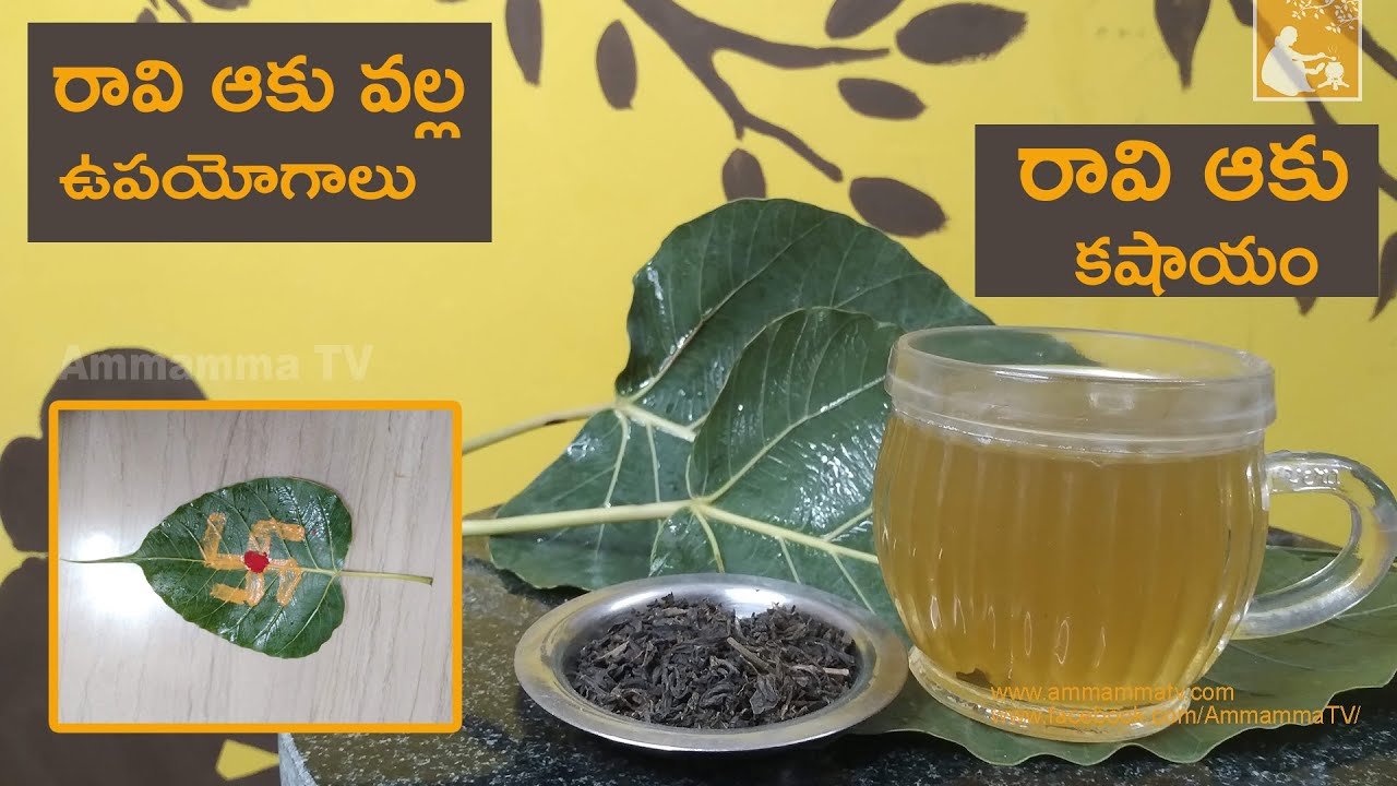 Peepal Leaves Health Benefits | Raavi Aku kashayam | raavi aaku ...