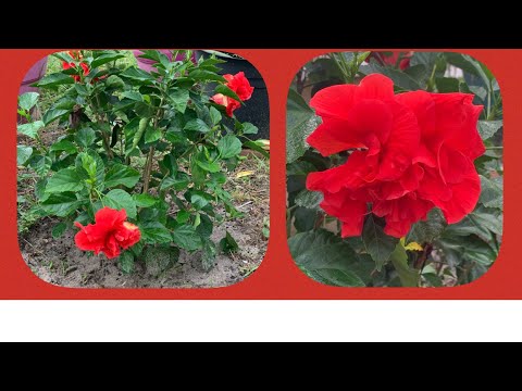 My Latest Bloom Of Flowers# Engkay#Florida USA