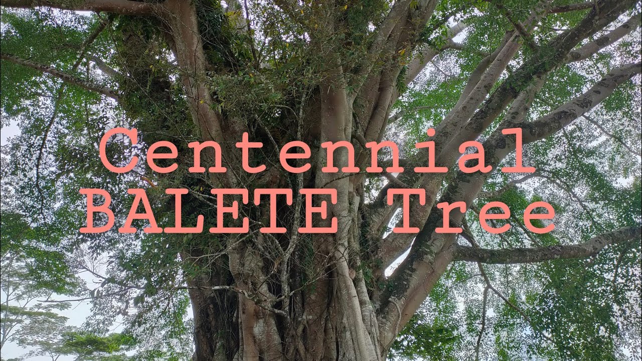 Centennial BALETE Tree -Philippines #centennial #centennialtree # ...