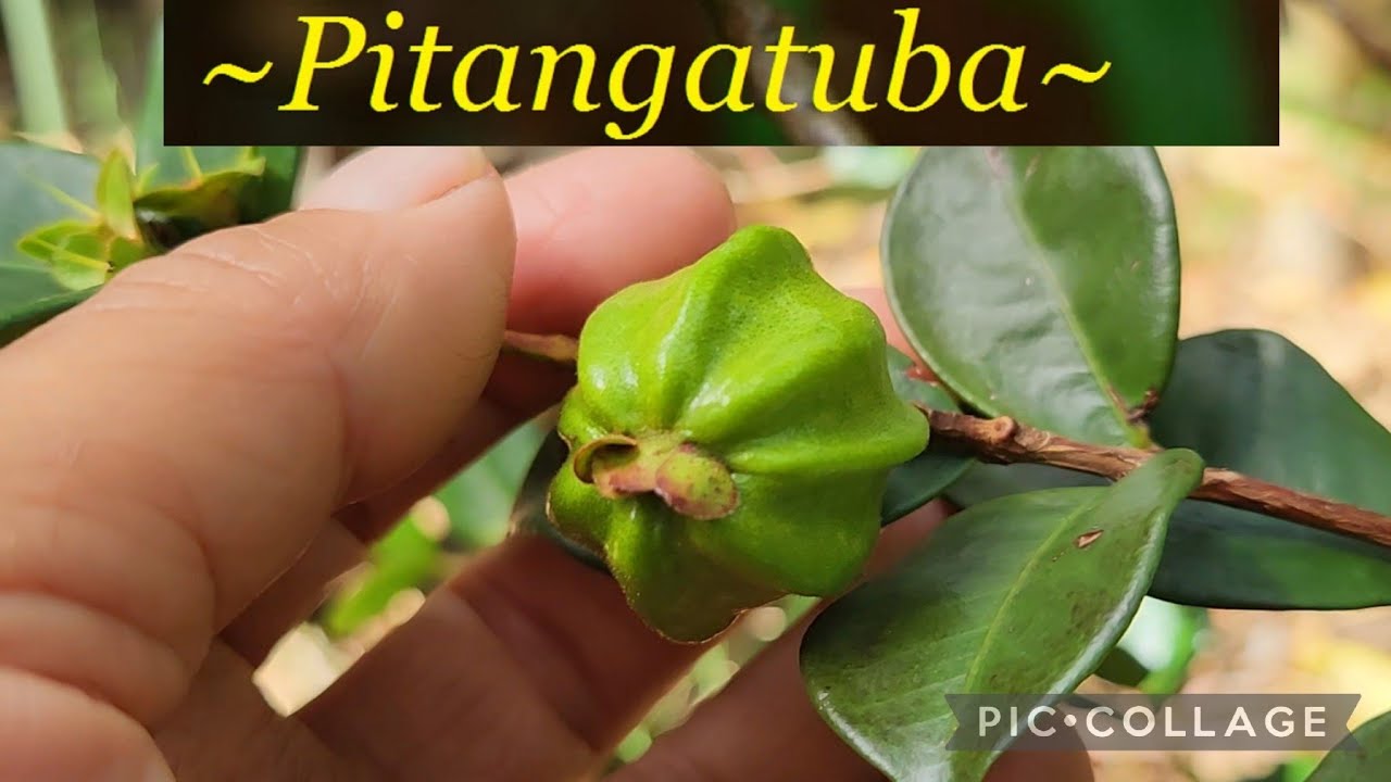 First Pitangatuba Fruits in Melbourne! aka Star Cherry - YouTube