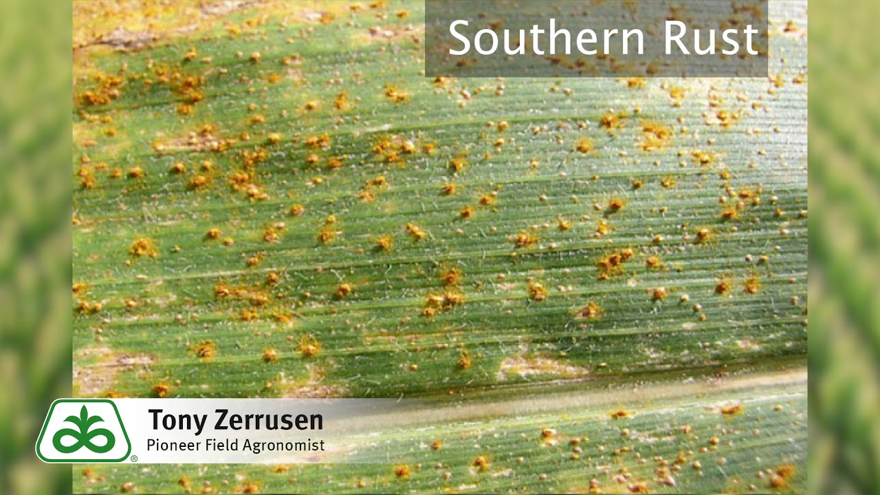 Common and Southern Rust - YouTube