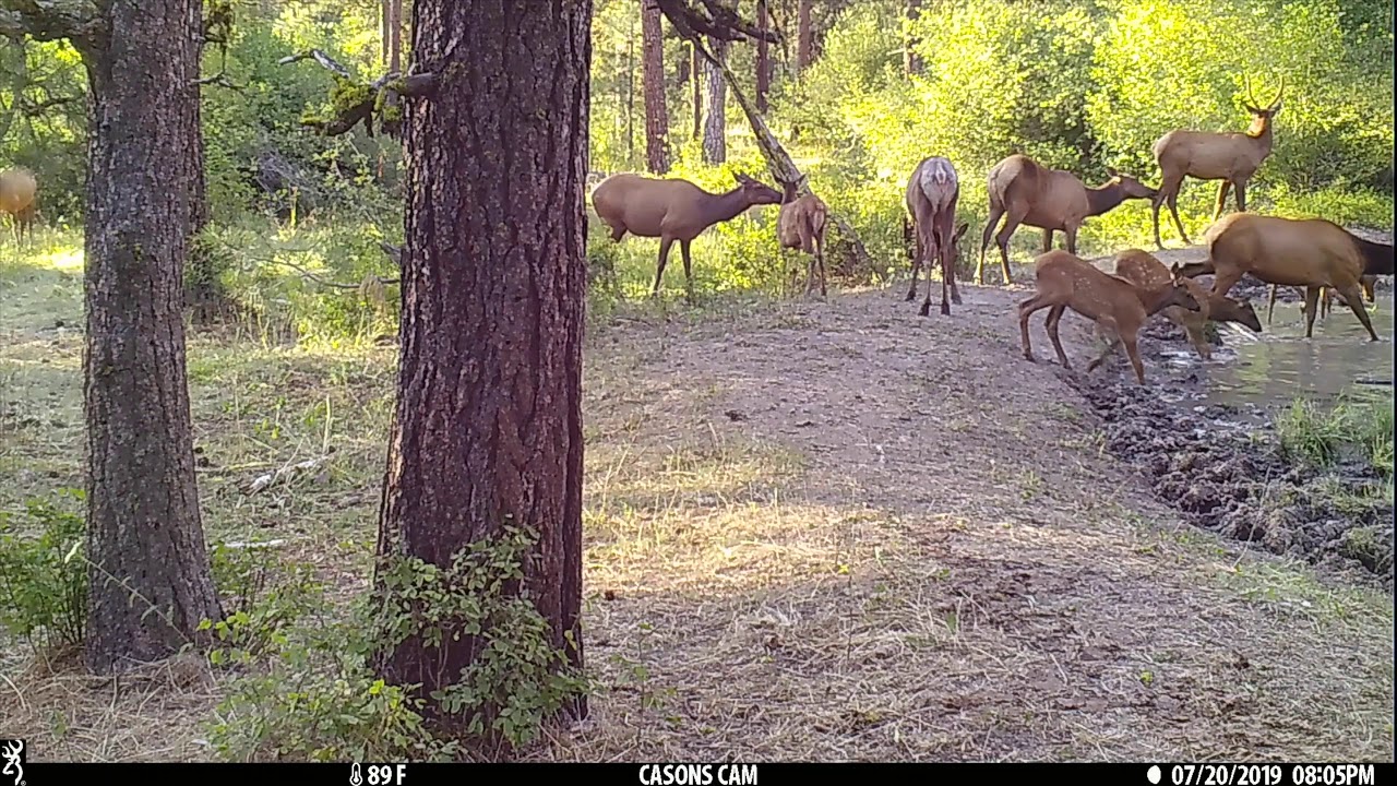 2019 Trail Cam Part 2 Huge Elk Herd - YouTube