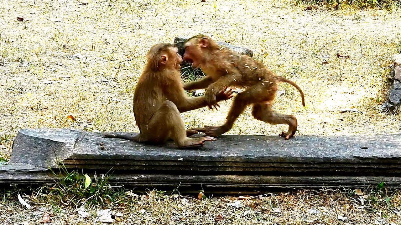 Oh haha ! Monkey boxing. - YouTube