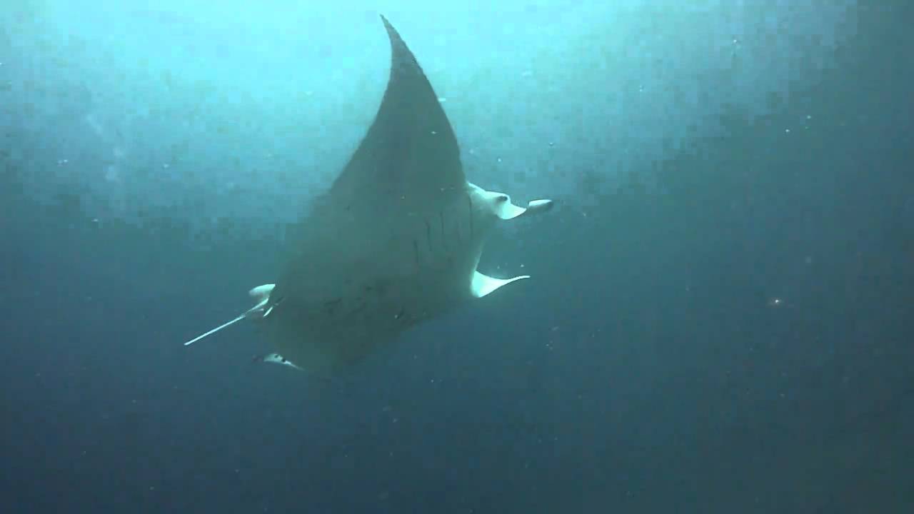 Underside of a Manta Ray - 1st Sept 2010.MOV - YouTube