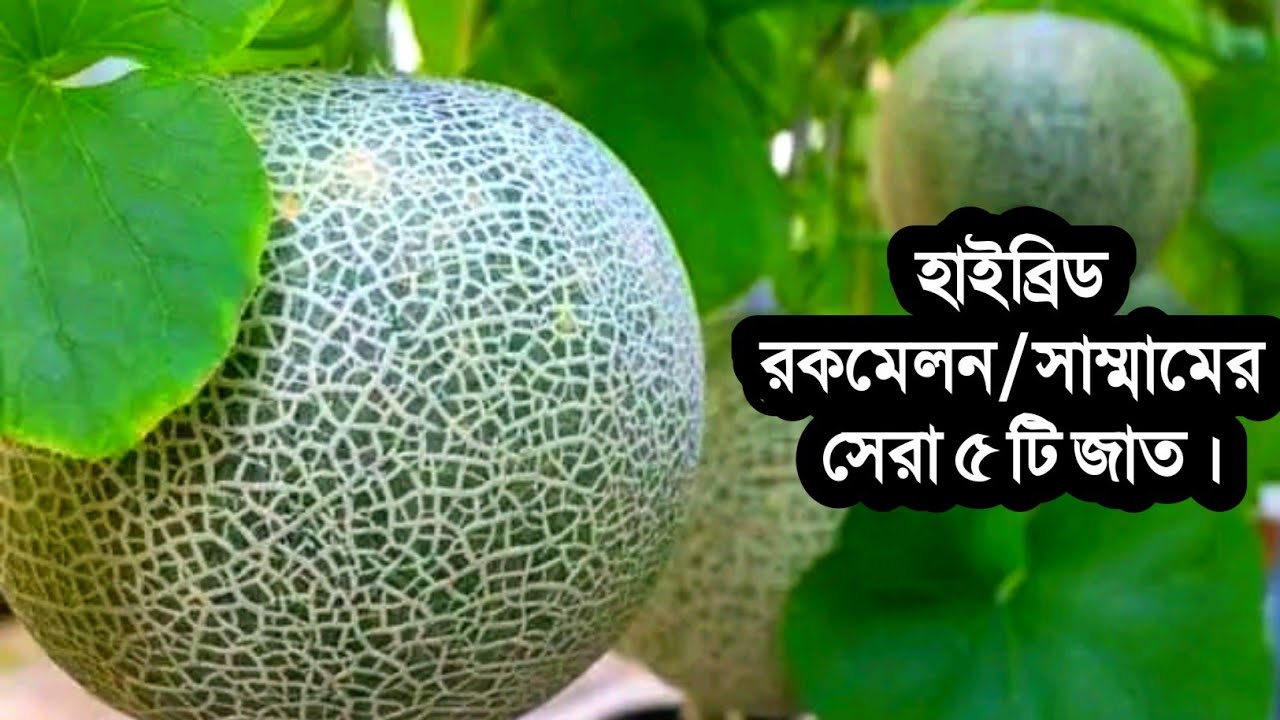 হাইব্রিড রকমেলন বা সাম্মামের সেরা ৫টি জাত Hybrid Rockmelon Best 5 ...