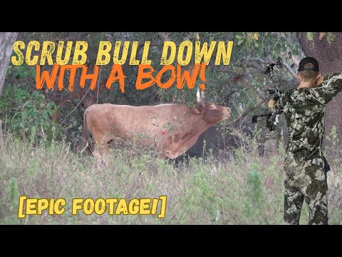 “Bowhunting a Giant Scrub Bull in Australia (Insane Kill Shot + Wild ...