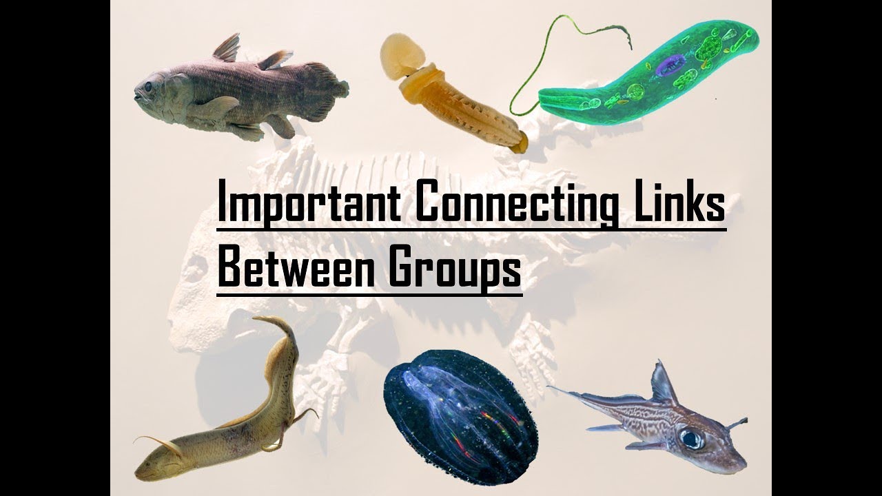 CONNECTING LINK | NCERT BIOLOGY | EVOLUTION - YouTube