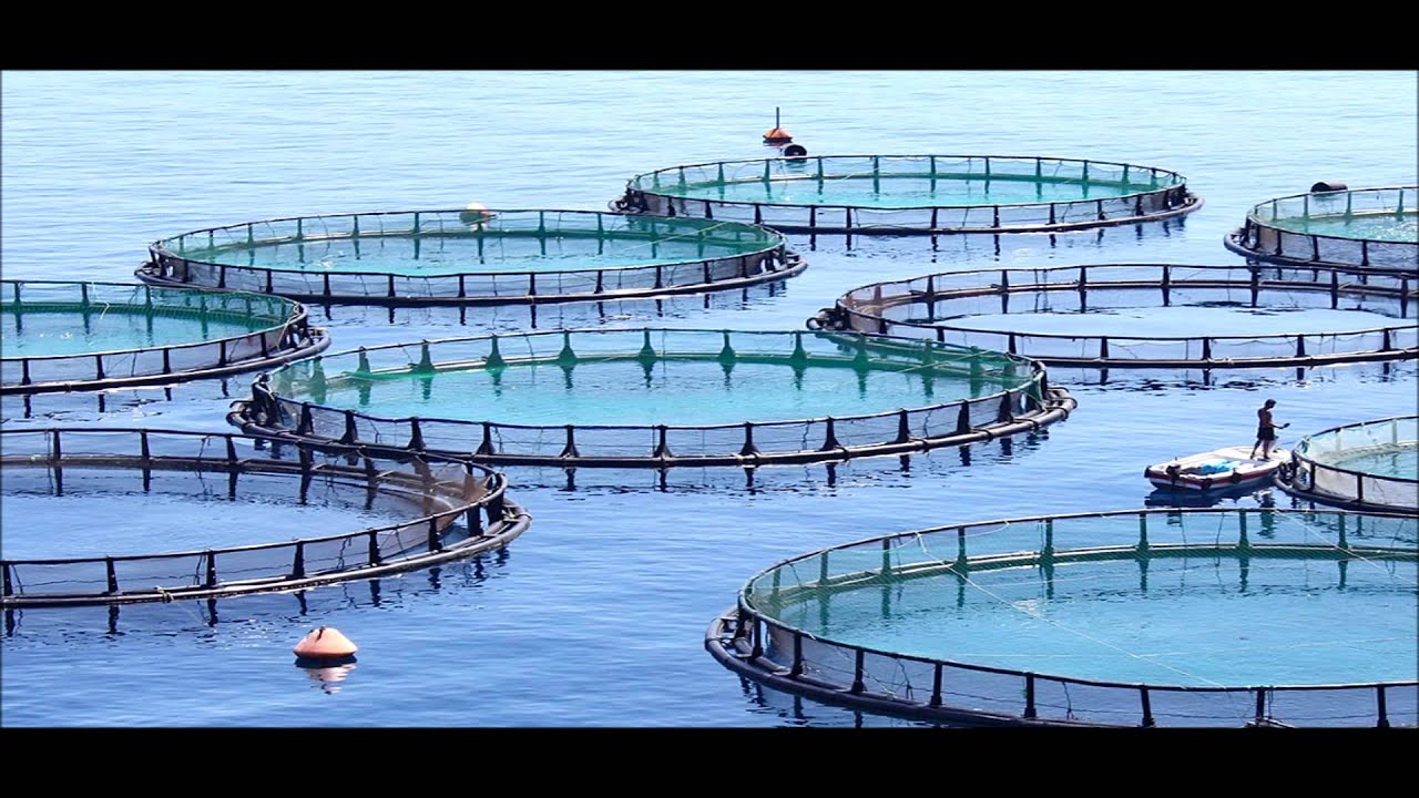 IDSM 140: Cod Farming - YouTube