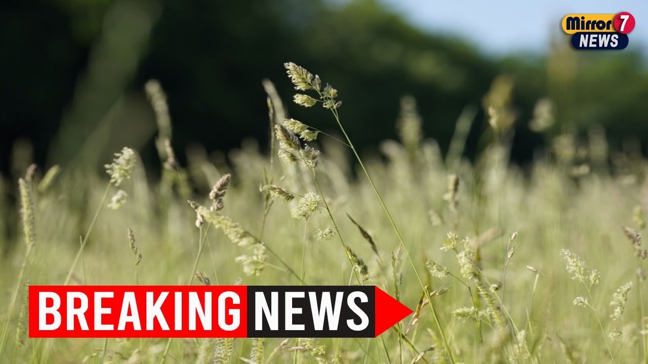 Battling the Pollen Bomb: Hay Fever Tips Amid Met Office Red Alert ...