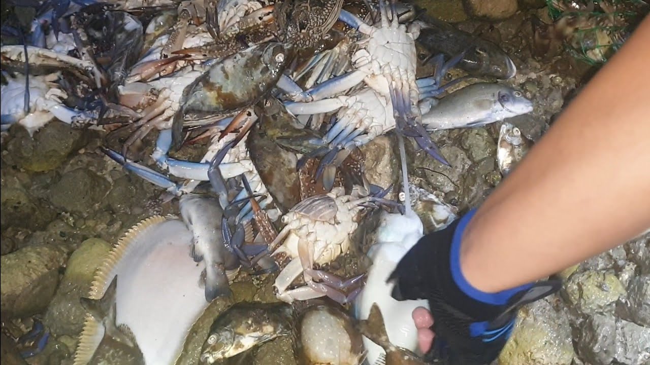 Hunt for the blue crabs continue...... | Fishworldtv - YouTube