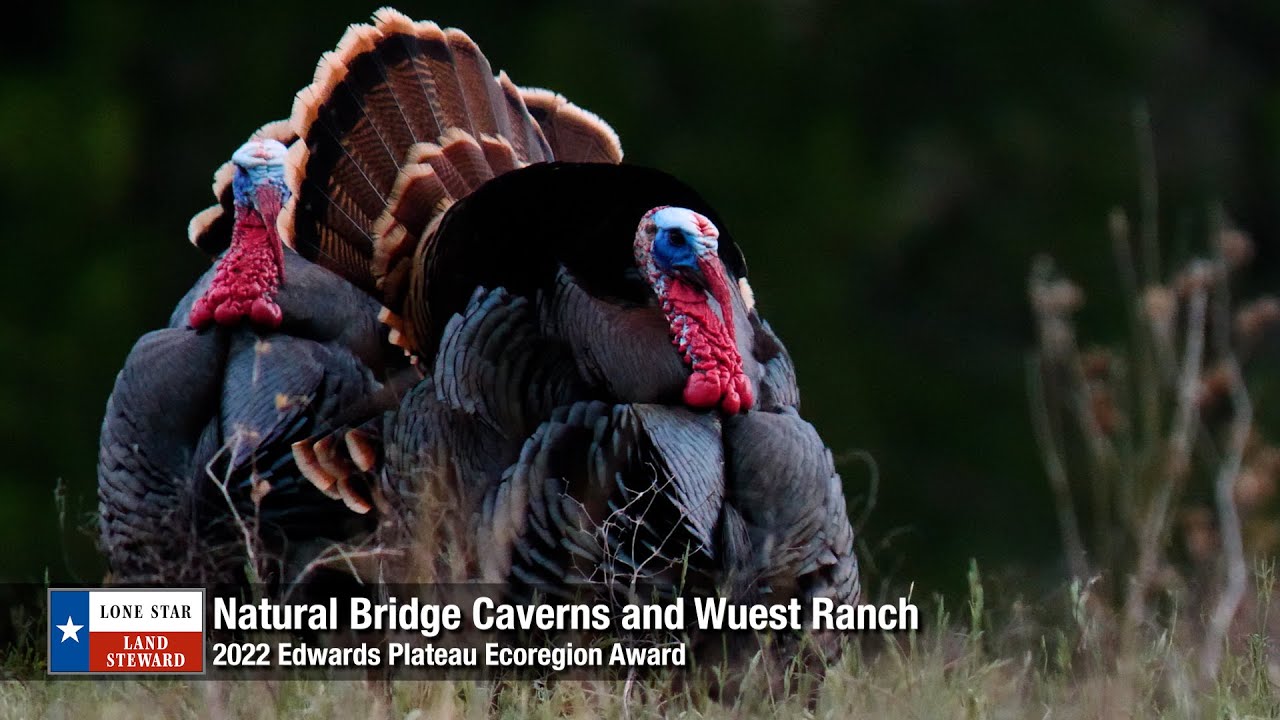 Wuest Ranch & Natural Bridge Caverns: 2022 Lone Star Land Steward - YouTube