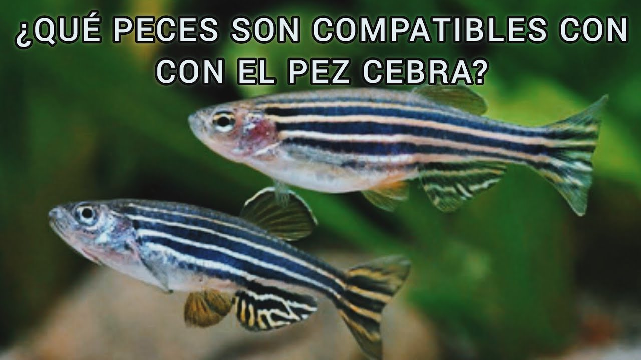 Peces compatibles con el PEZ CEBRA (Danio Rerio) - YouTube