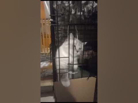 Кошки на передержке - YouTube